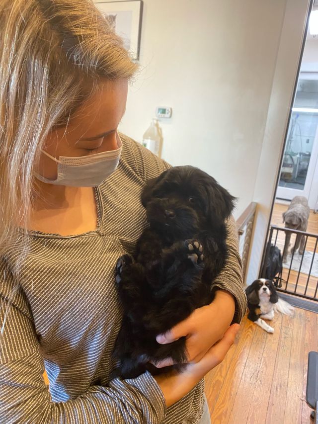 Cassie and puppy | little brown dog